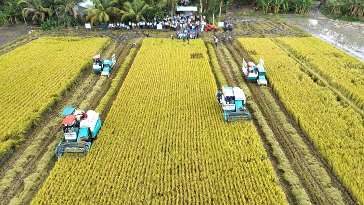Cultivate 1 million hectares of high quality rice